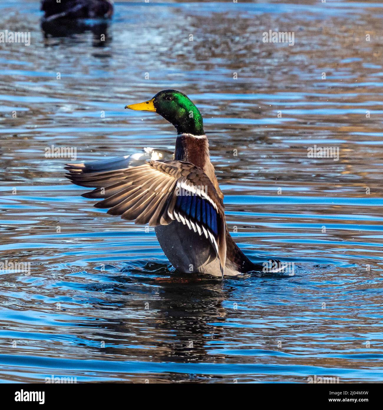 The mallard, Anas platyrhynchos is a dabbling duck. Here swimming in a ...