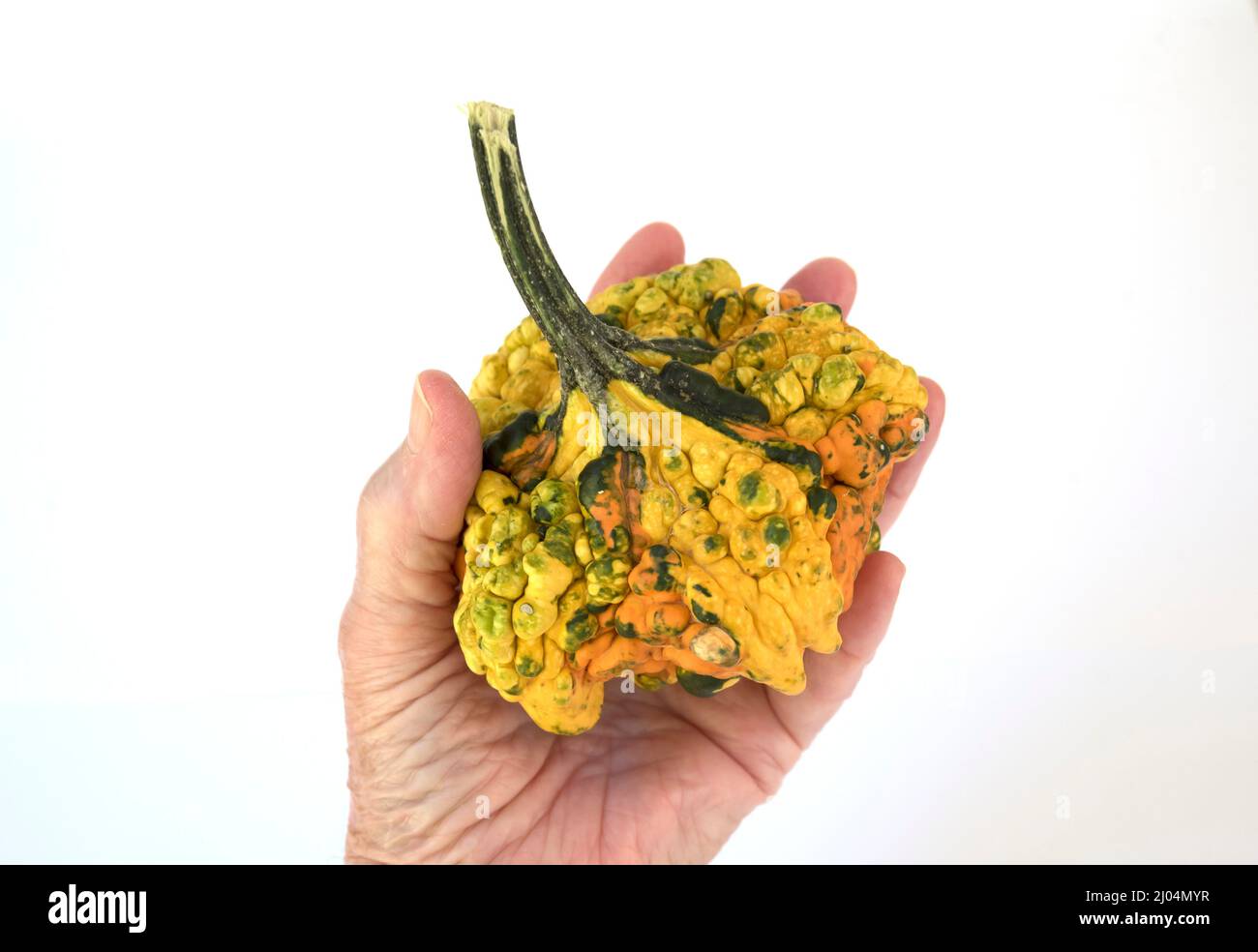Ornamental and decorative gourds are unusually and beautifully formed ...