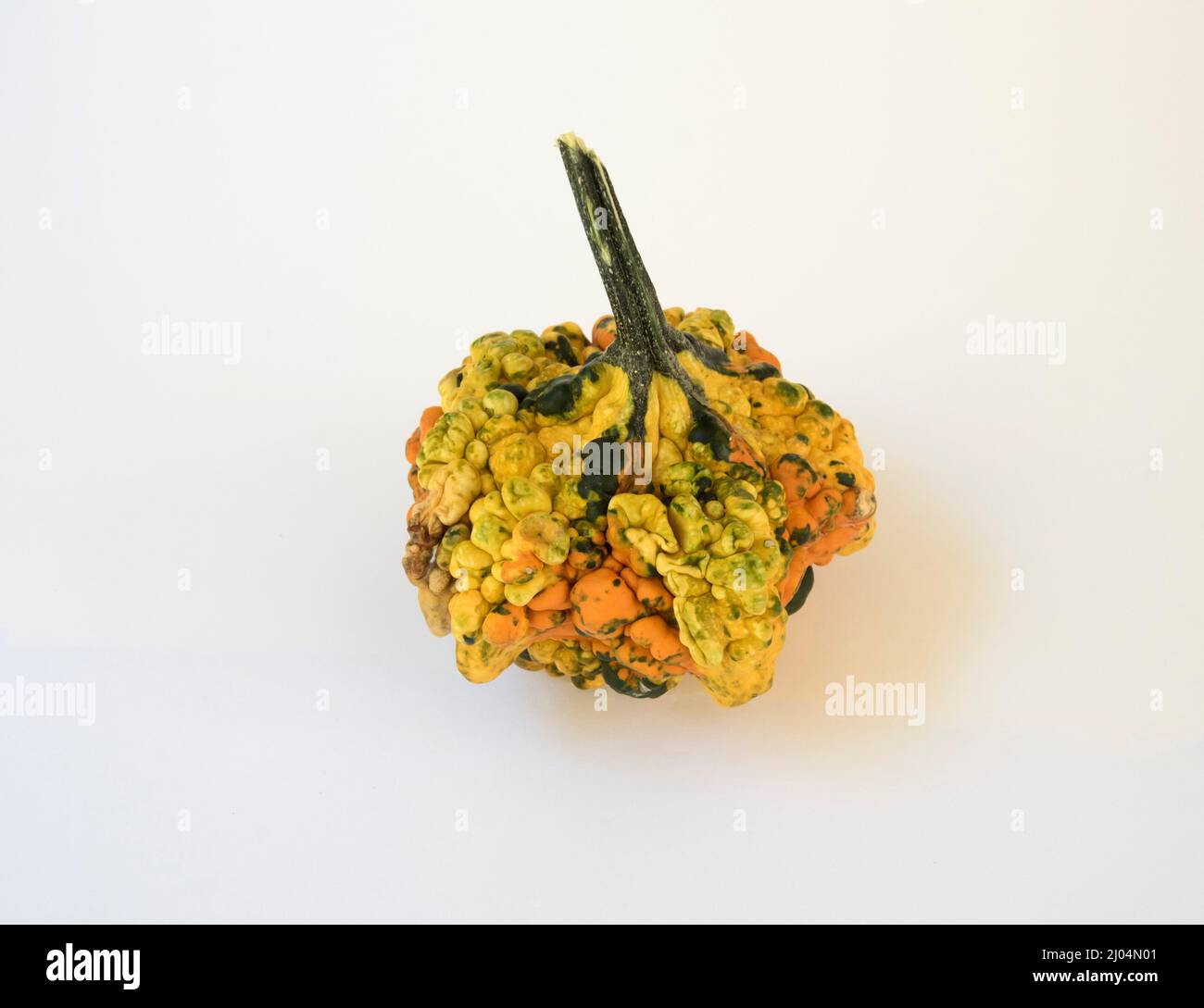 Ornamental and decorative gourds are unusually and beautifully formed ...
