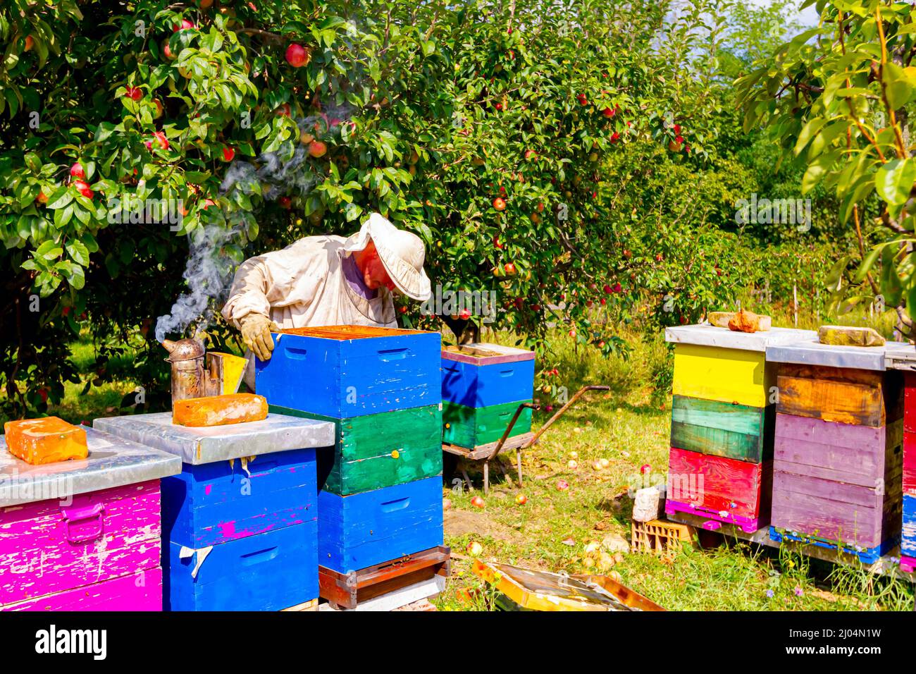 Beekeeper is looking swarm activity over honeycomb on wooden frame ...