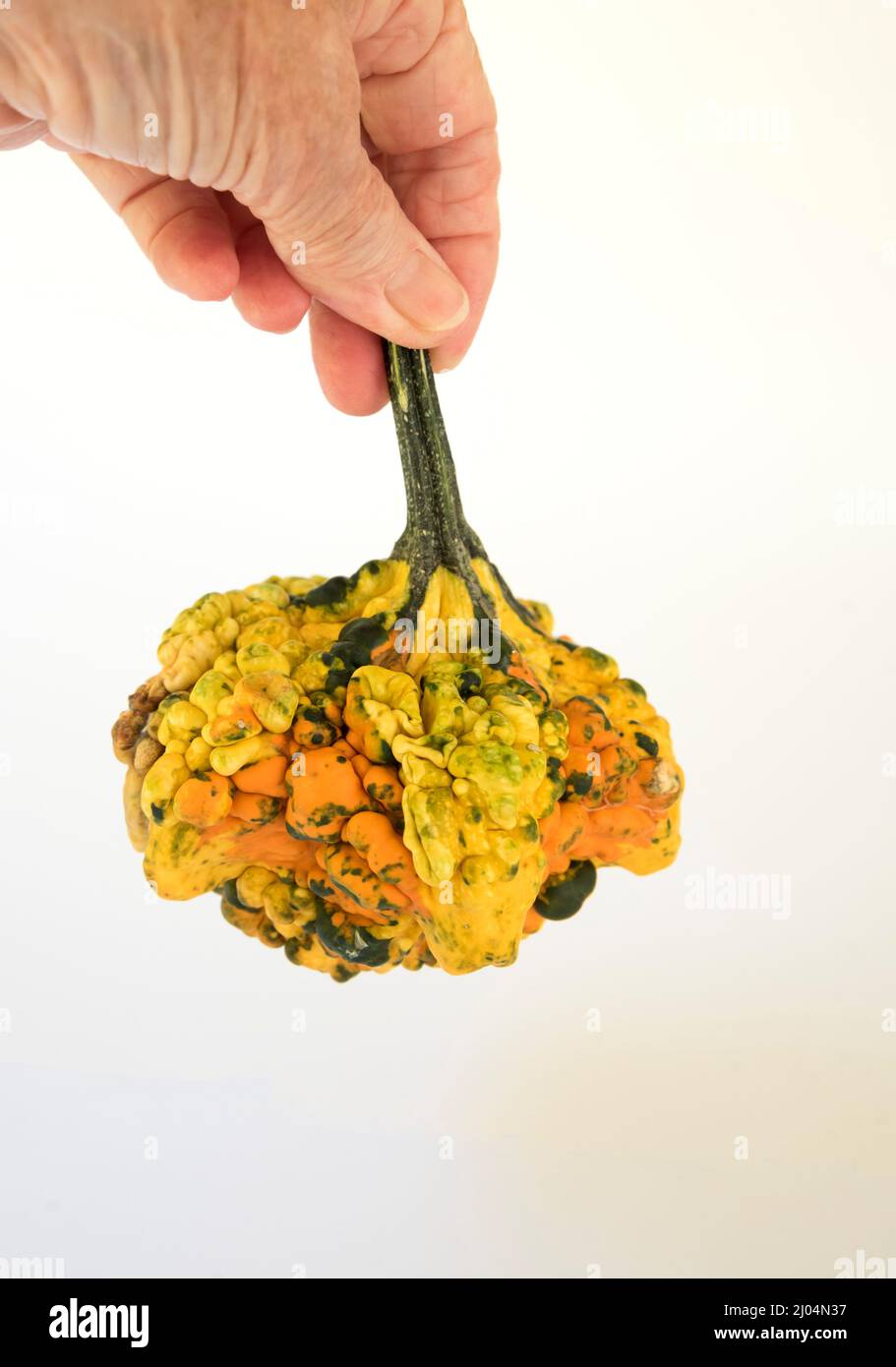 Ornamental and decorative gourds are unusually and beautifully formed ...