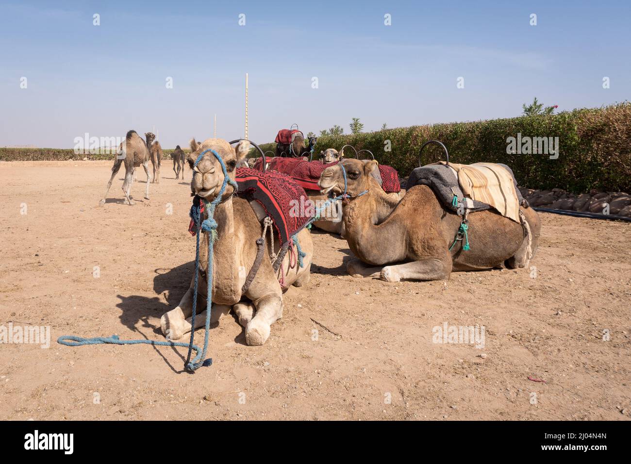 Herd of camels in a desert in Morocco, Africa Stock Photo - Alamy