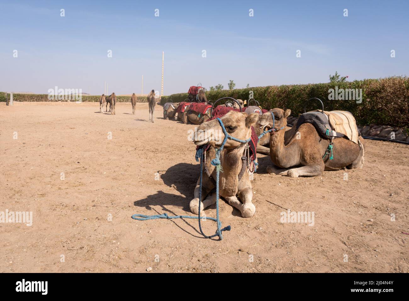 Herd of camels in a desert in Morocco, Africa Stock Photo - Alamy