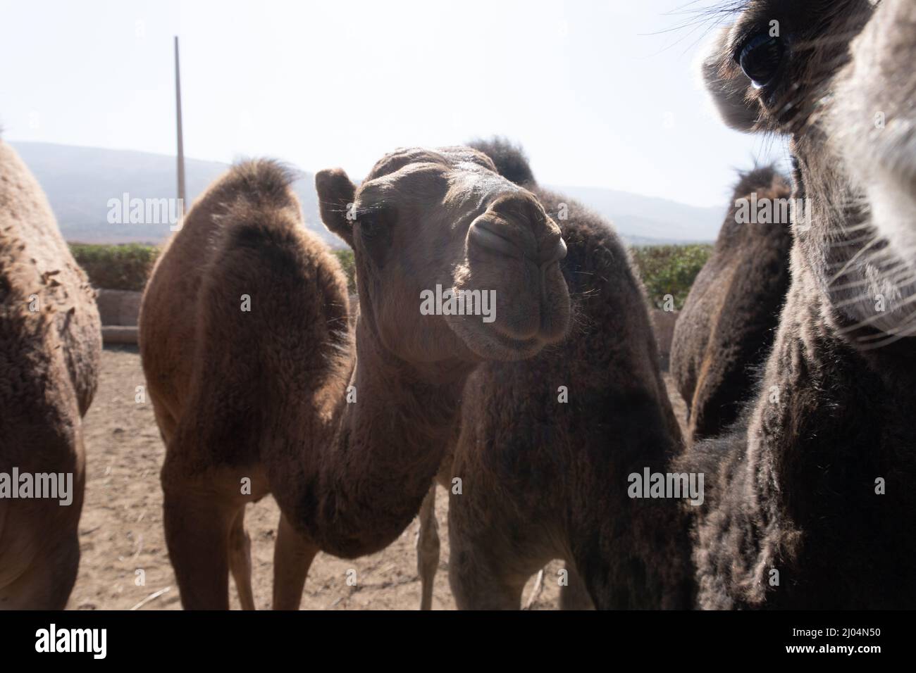 Herd of camels in a desert in Morocco, Africa Stock Photo - Alamy