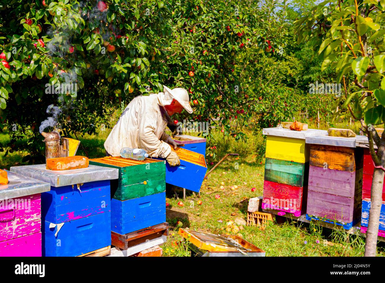 Beekeeper is taking out the honeycomb on wooden frame to control ...