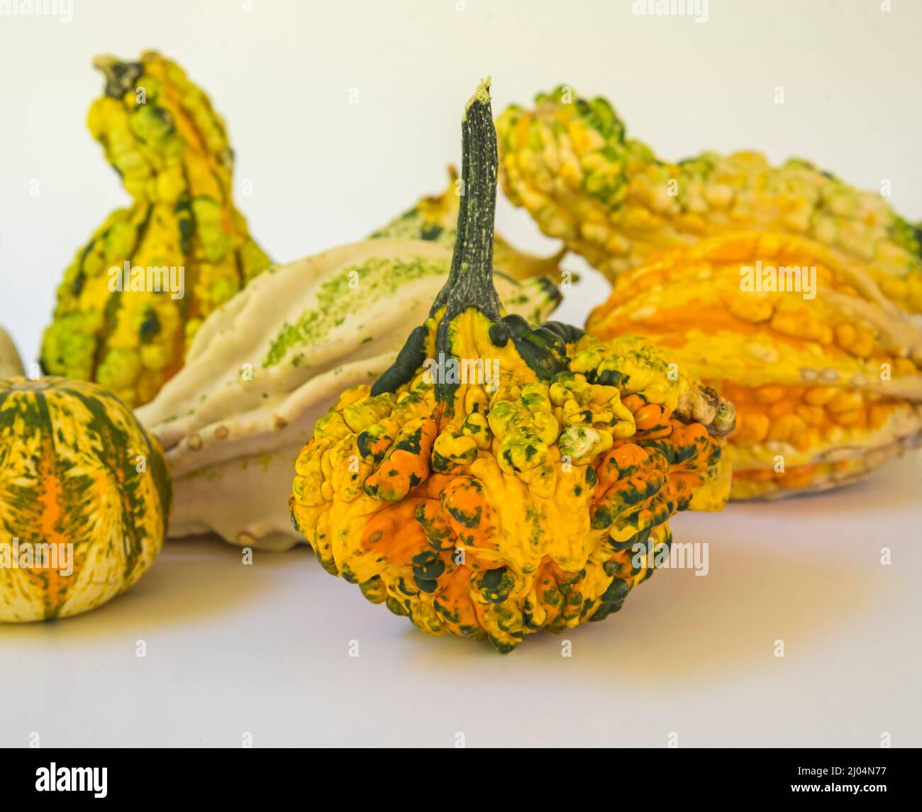 Ornamental and decorative gourds are unusually and beautifully formed ...