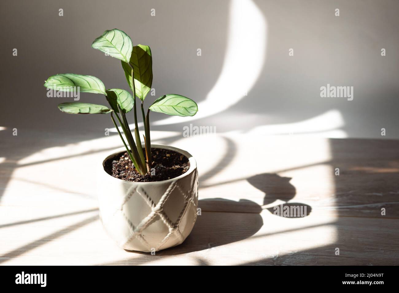 Ctenanthe burle-marxii Amagris, Calathea mint close-up leaf on the ...