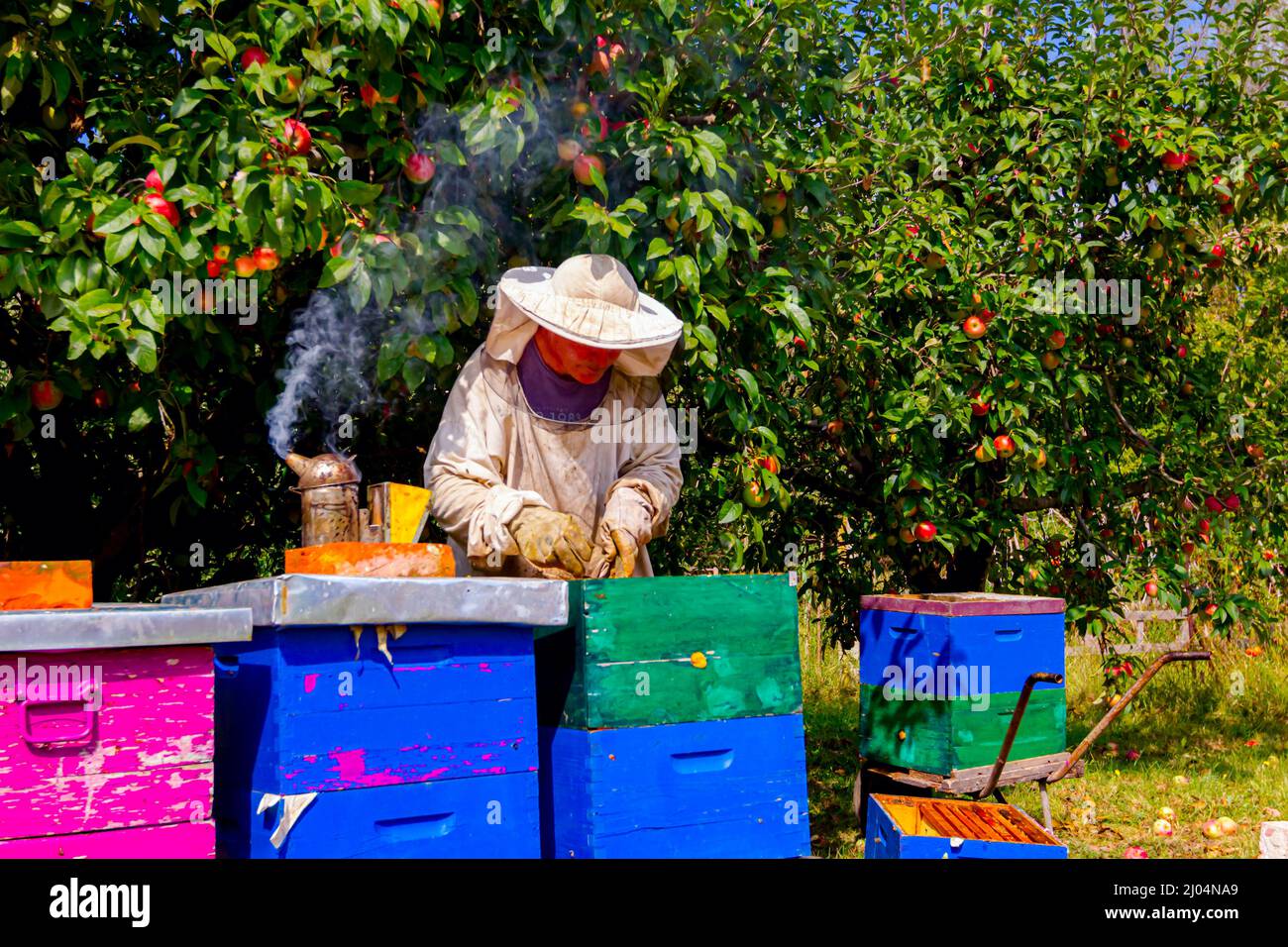 Beekeeper is looking swarm activity over honeycomb on wooden frame ...