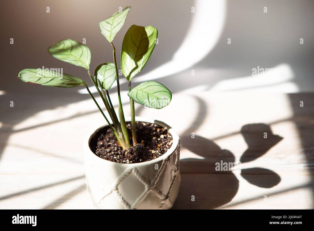 Ctenanthe burle-marxii Amagris, Calathea mint close-up leaf on the ...