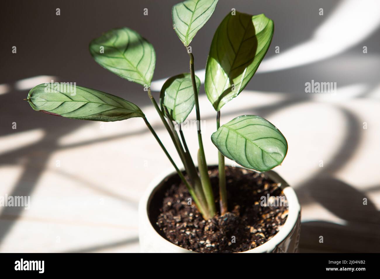 Ctenanthe burle-marxii Amagris, Calathea mint close-up leaf on the ...