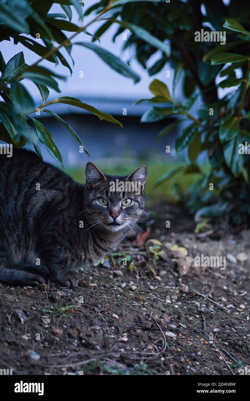 Vertical photo of a grey cat on the ground in nature and looking at the ...