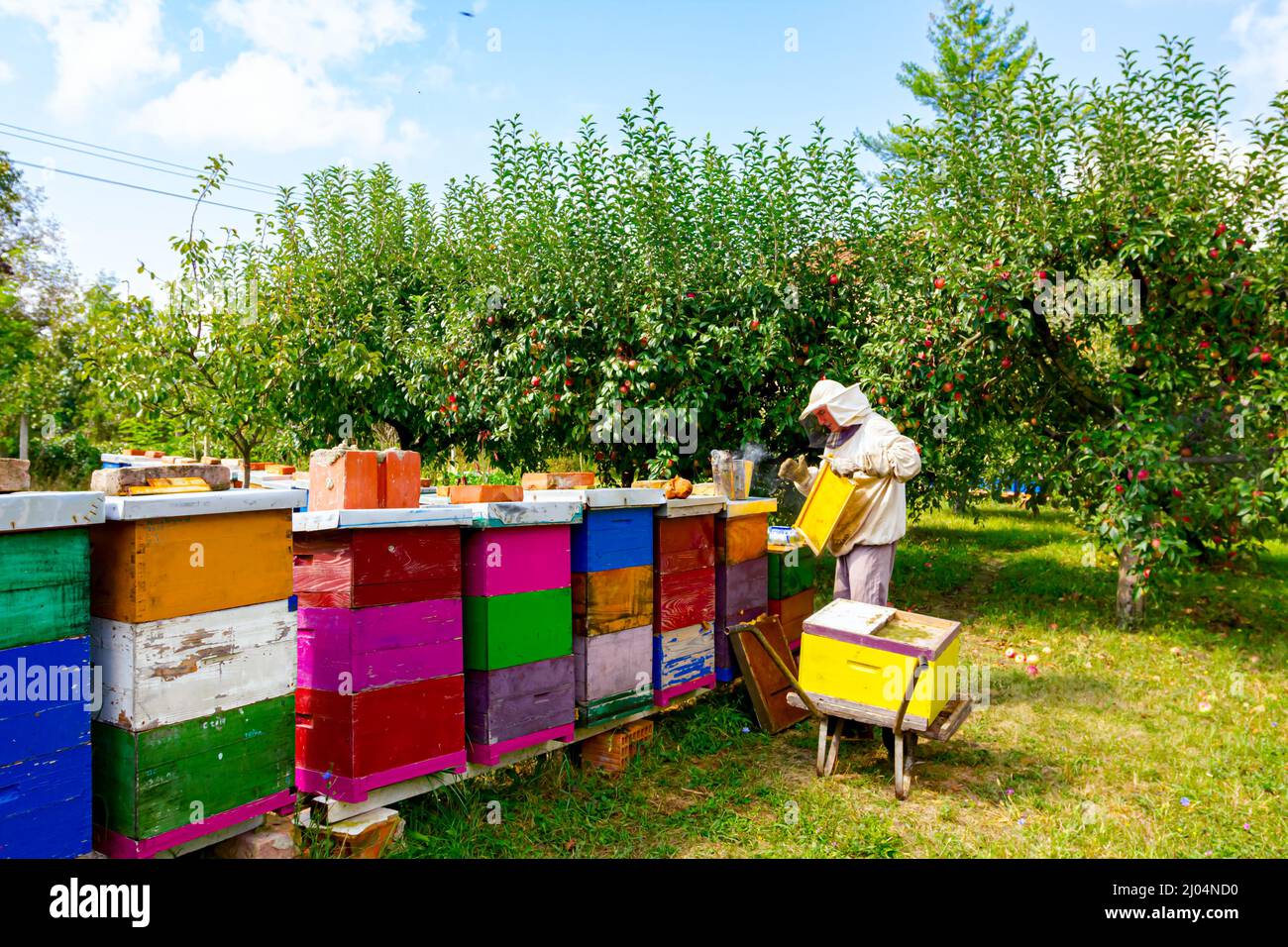 Beekeeper is taking out the honeycomb on wooden frame to control ...
