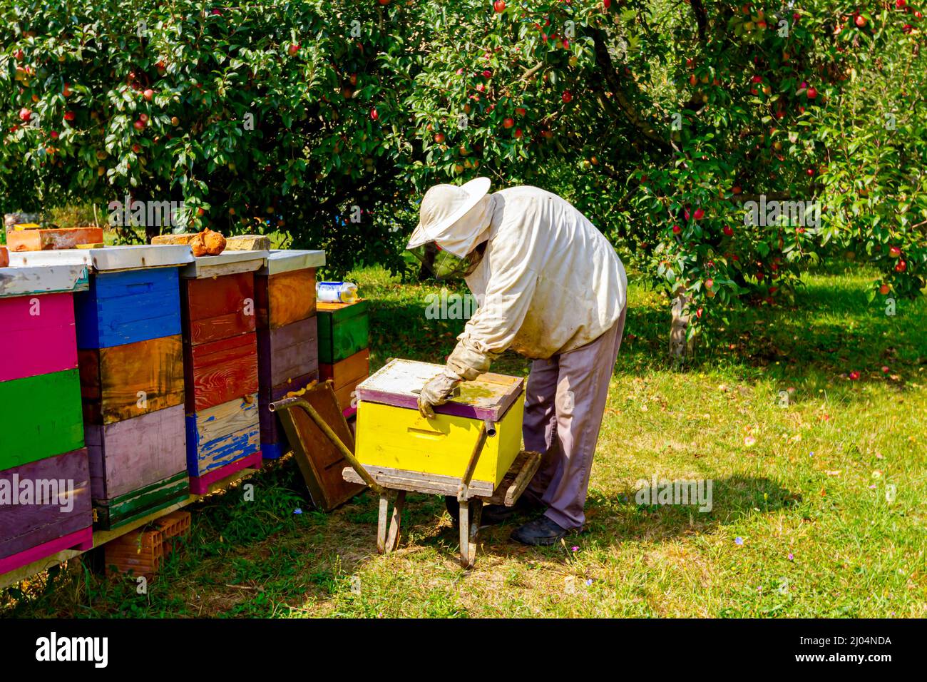 Beekeeper is taking out the honeycomb on wooden frame to control ...