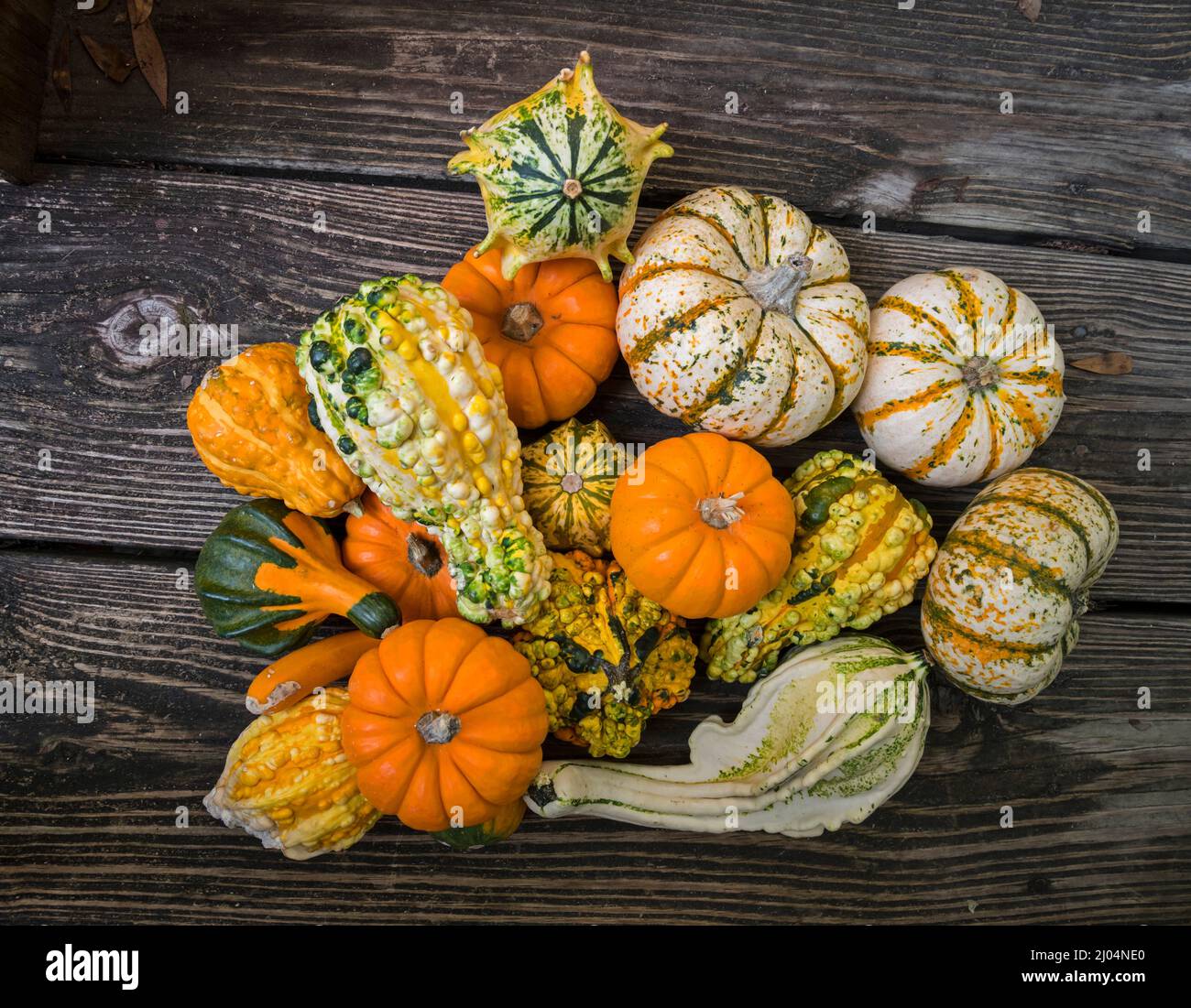 Ornamental and decorative gourds are unusually and beautifully formed ...