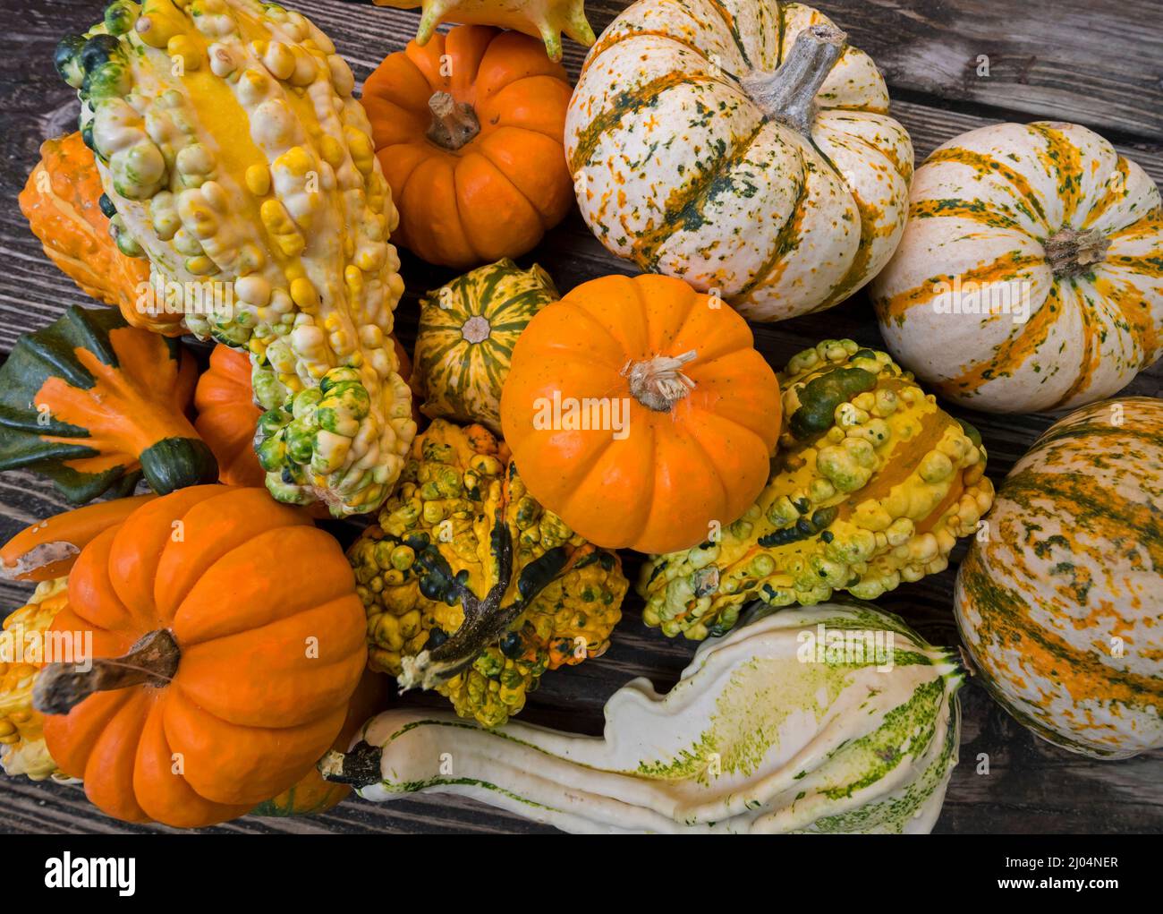 Gourd family hi-res stock photography and images - Alamy