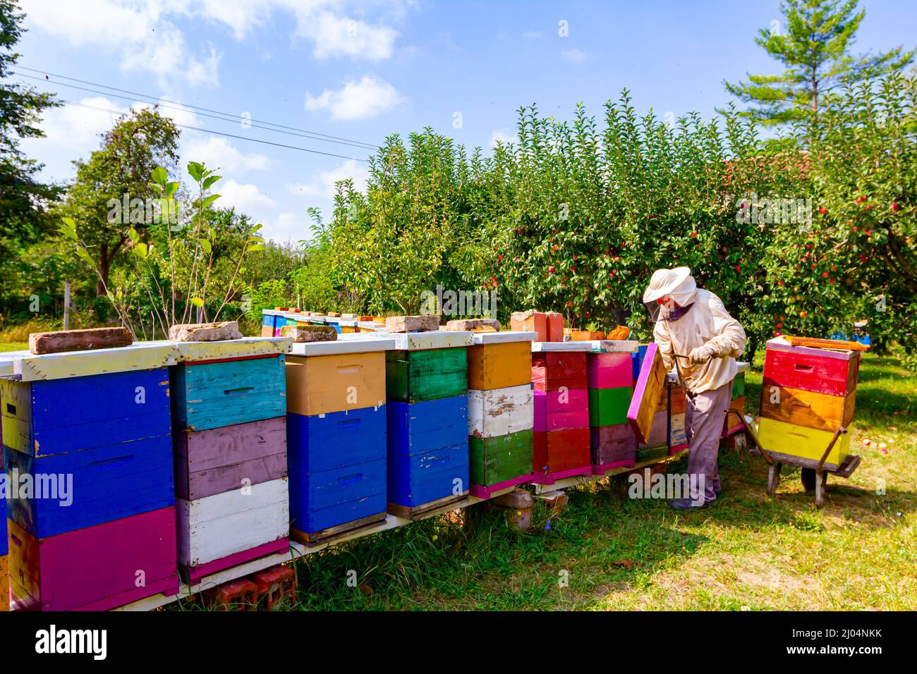 Beekeeper is taking out the honeycomb on wooden frame to control ...