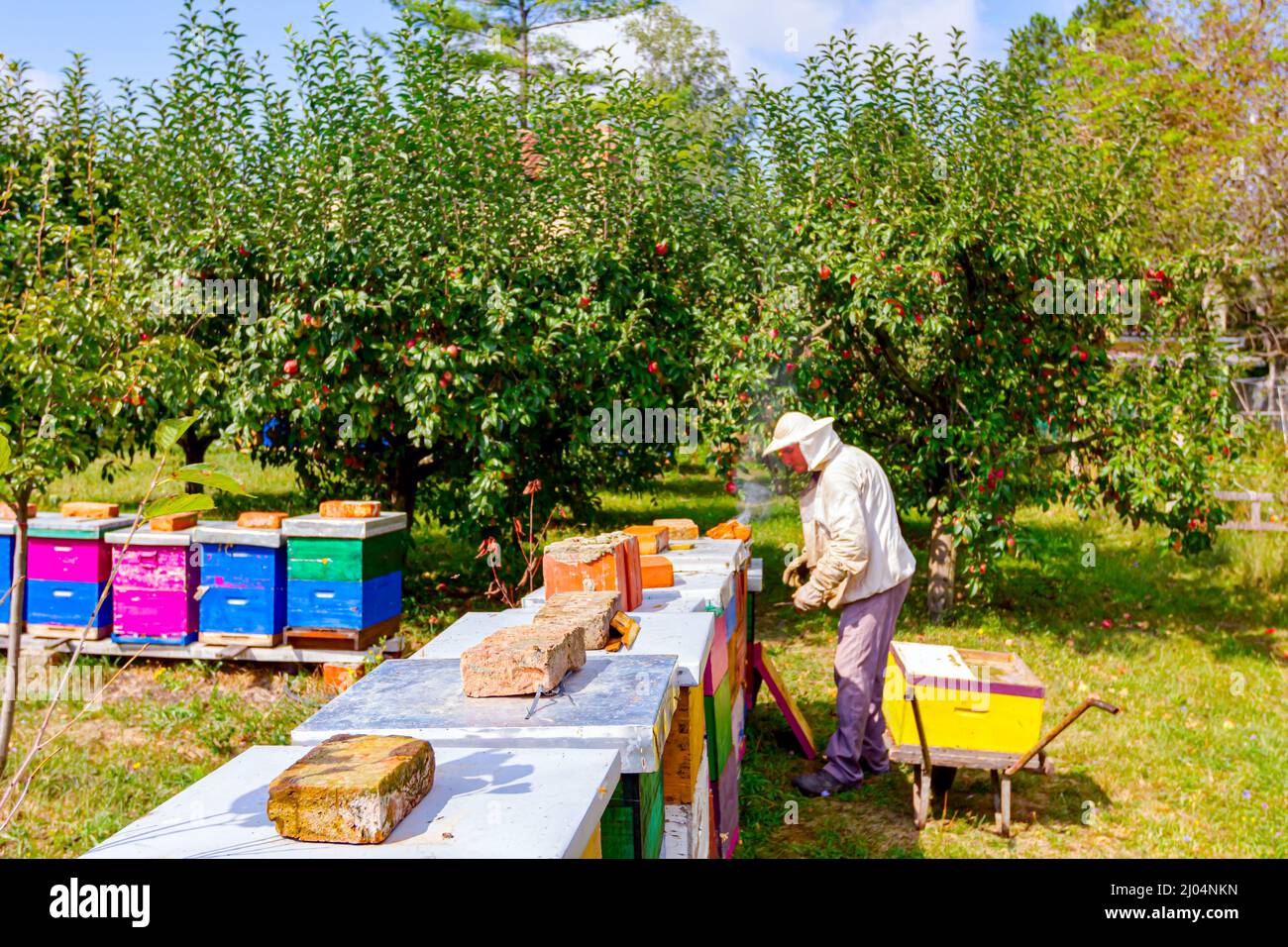 Beekeeper is taking out the honeycomb on wooden frame to control ...