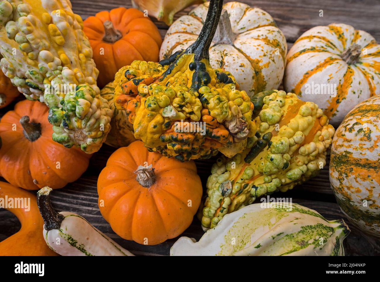Ornamental and decorative gourds are unusually and beautifully formed ...