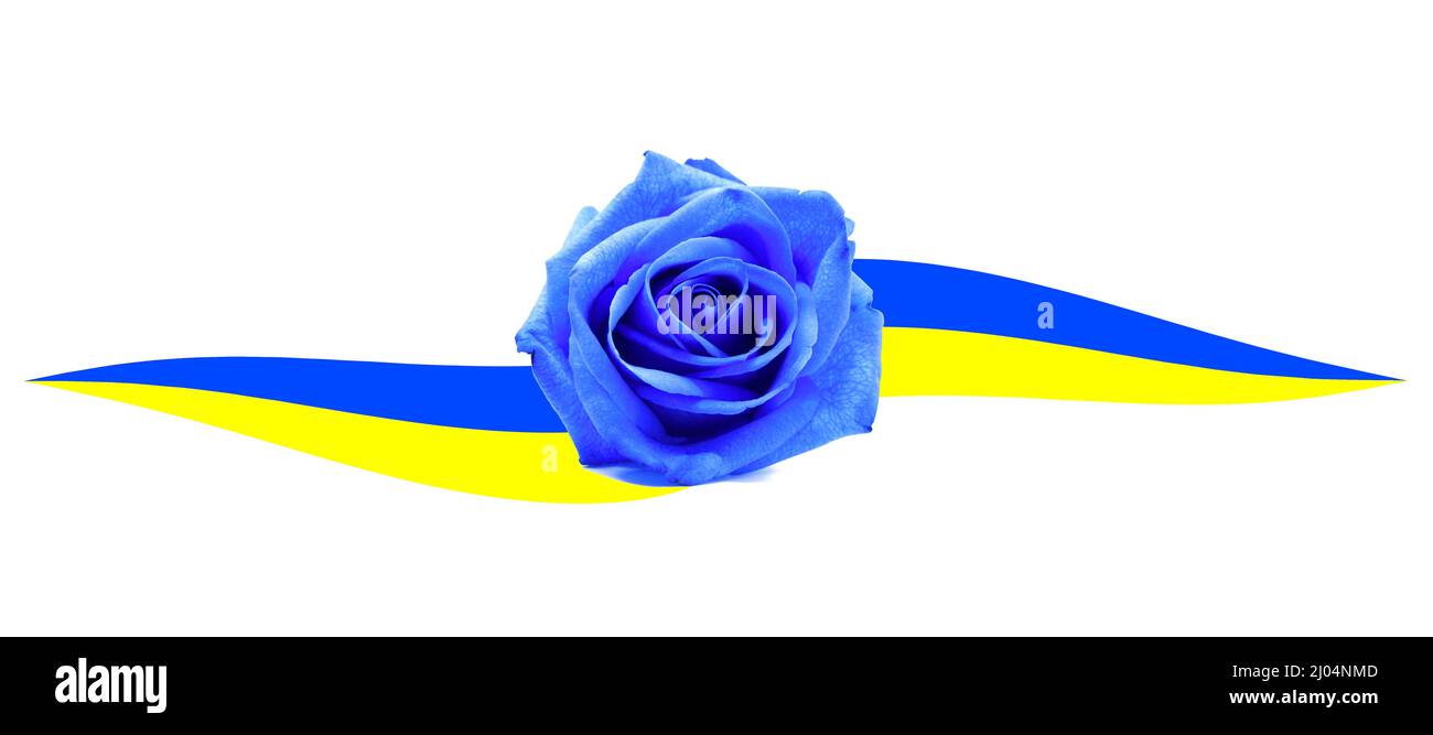 pink blue and ukraine flag.lovely Ukrainian. The national flag of ...