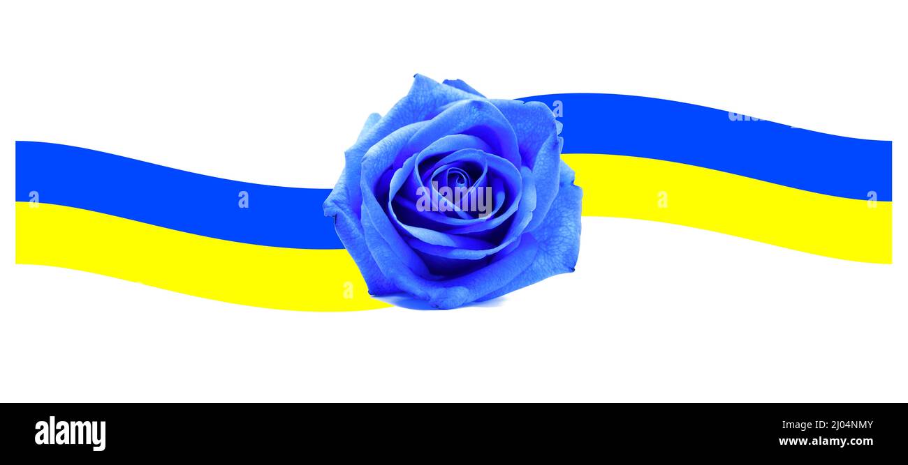 pink blue and ukraine flag.lovely Ukrainian. The national flag of ...