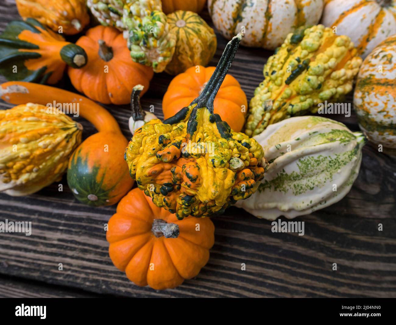 Ornamental and decorative gourds are unusually and beautifully formed ...