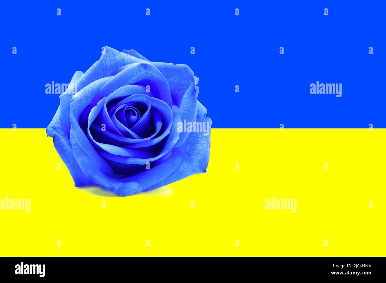 pink blue and ukraine flag.lovely Ukrainian. The national flag of ...