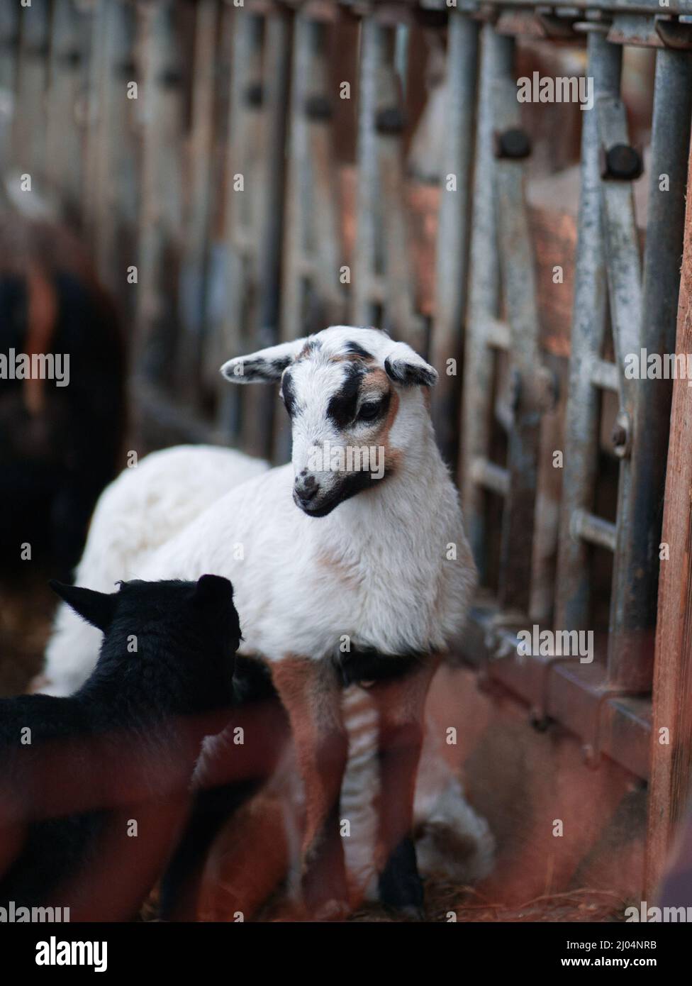 Photo of a cute white sheep in a stable Stock Photo - Alamy