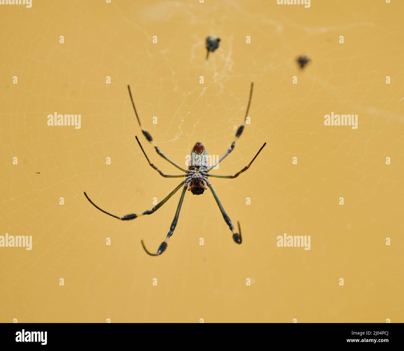 Nephila spider known as golden silk spider due to the color of its web ...