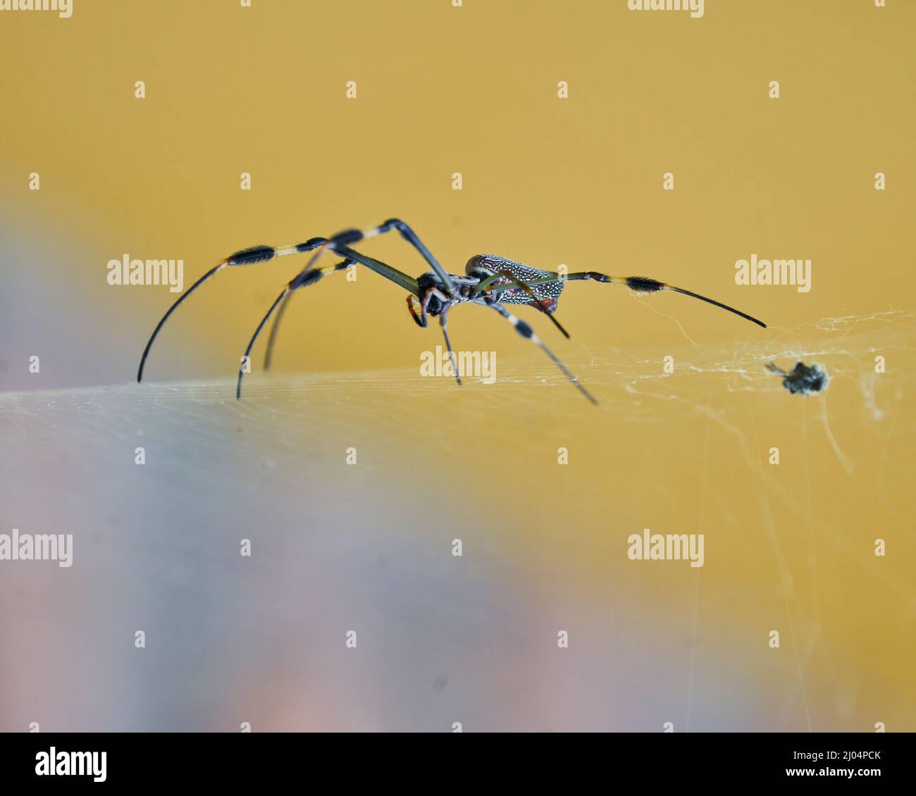 Nephila spider known as golden silk spider due to the color of its web ...
