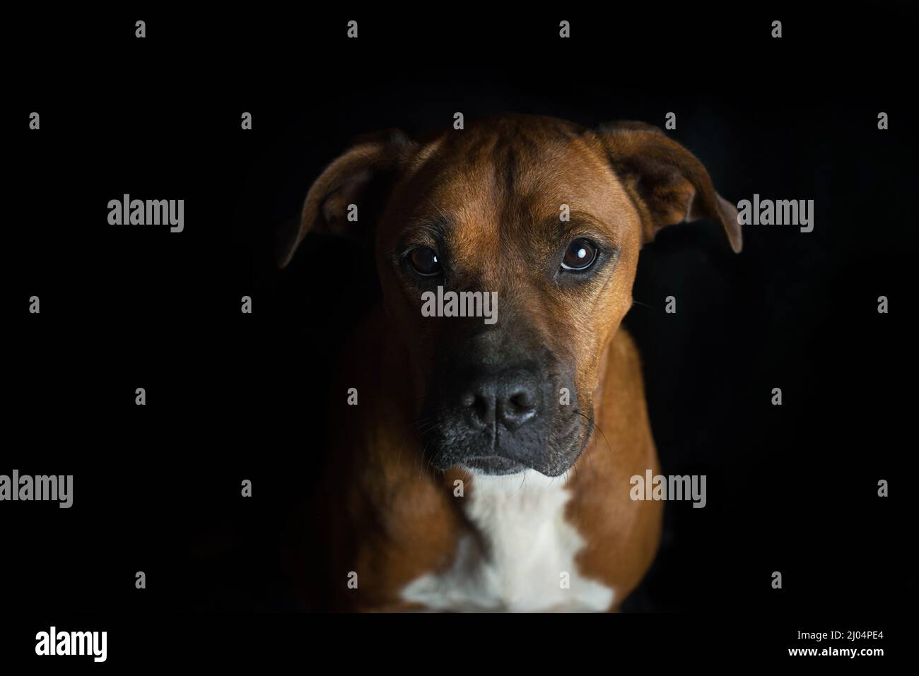 Boxer Dog On Back Backdrop Stock Photo - Alamy