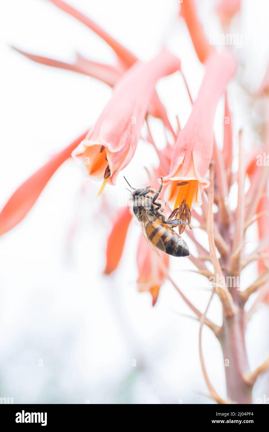 Firecracker flower hi-res stock photography and images - Alamy