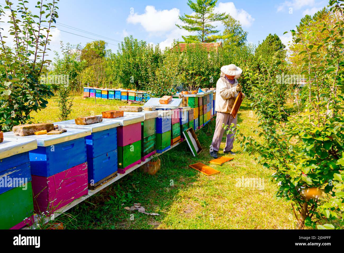 Beekeeper is looking swarm activity over honeycomb on wooden frame ...