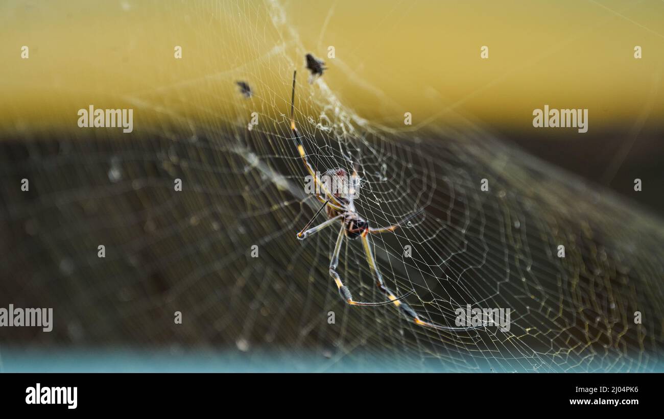 Nephila spider known as golden silk spider due to the color of its web ...