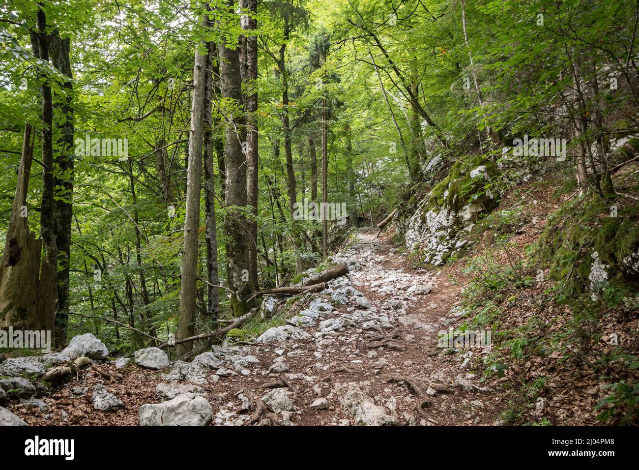 Dirthpath in the middle of deciduous trees in a typical alpine forest ...