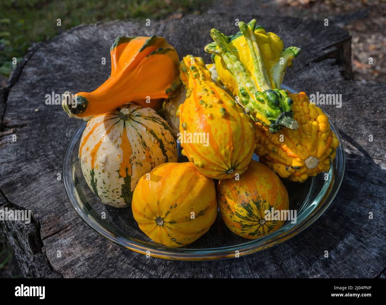 Ornamental and decorative gourds are unusually and beautifully formed ...