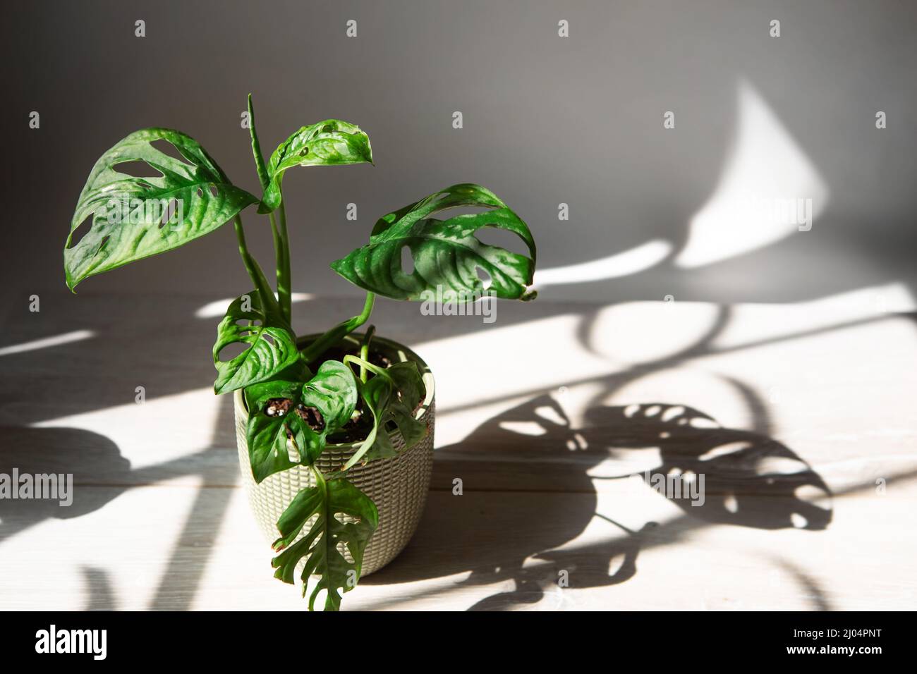 Monstera obliqua Monkey Mask close-up leaf on the windowsill in bright ...