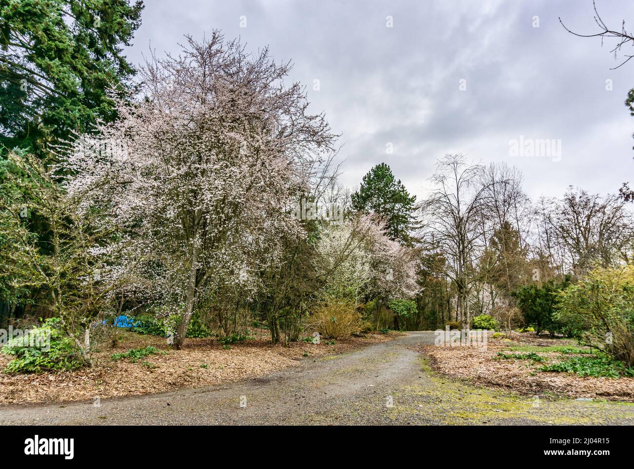 Early spring tree blossoms at a garden in Seatac, Washington Stock ...