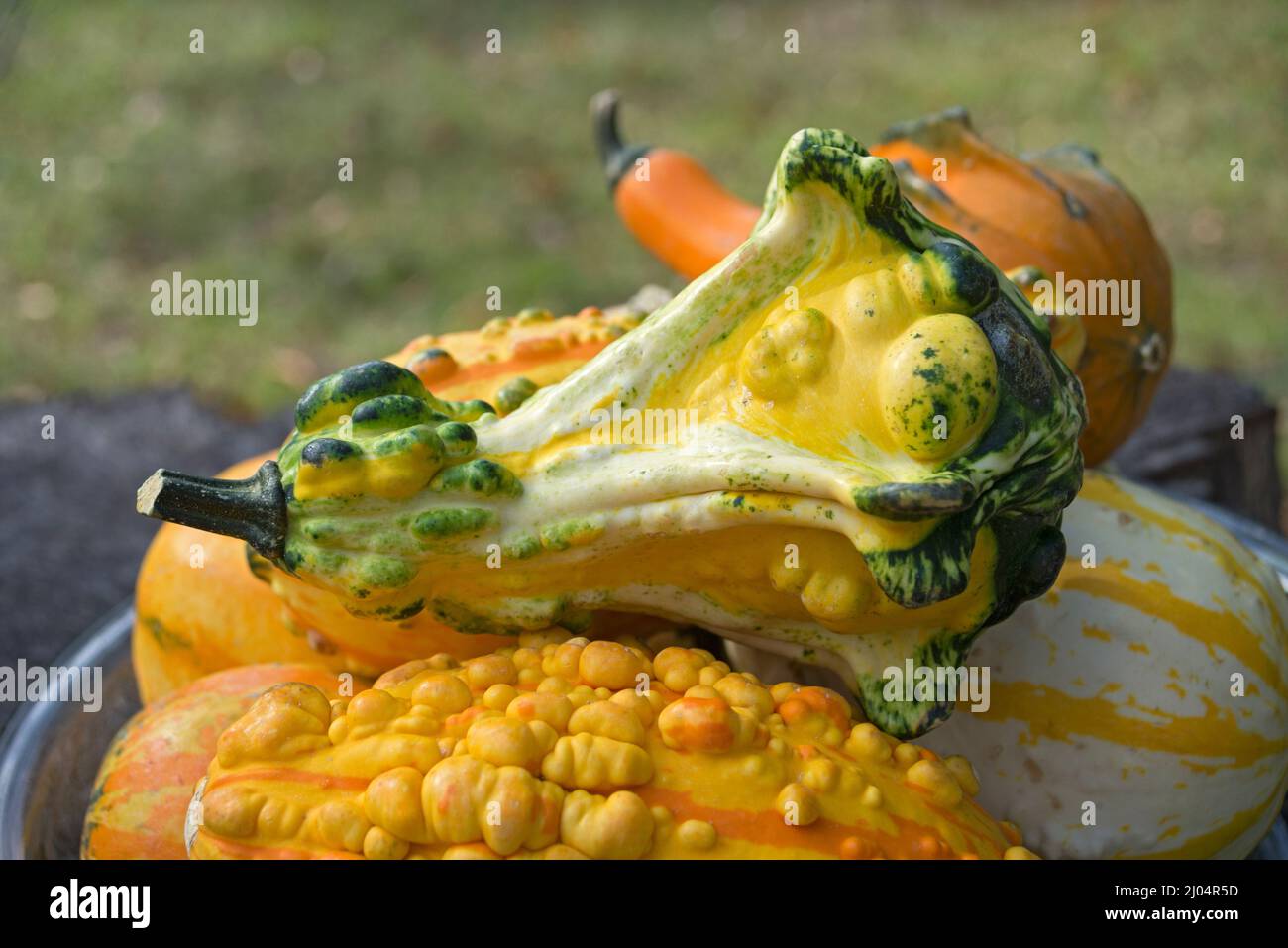 Ornamental and decorative gourds are unusually and beautifully formed ...