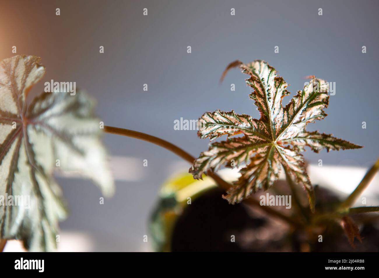 Begonia Gryphon close-up leaf on the windowsill in bright sunlight with ...