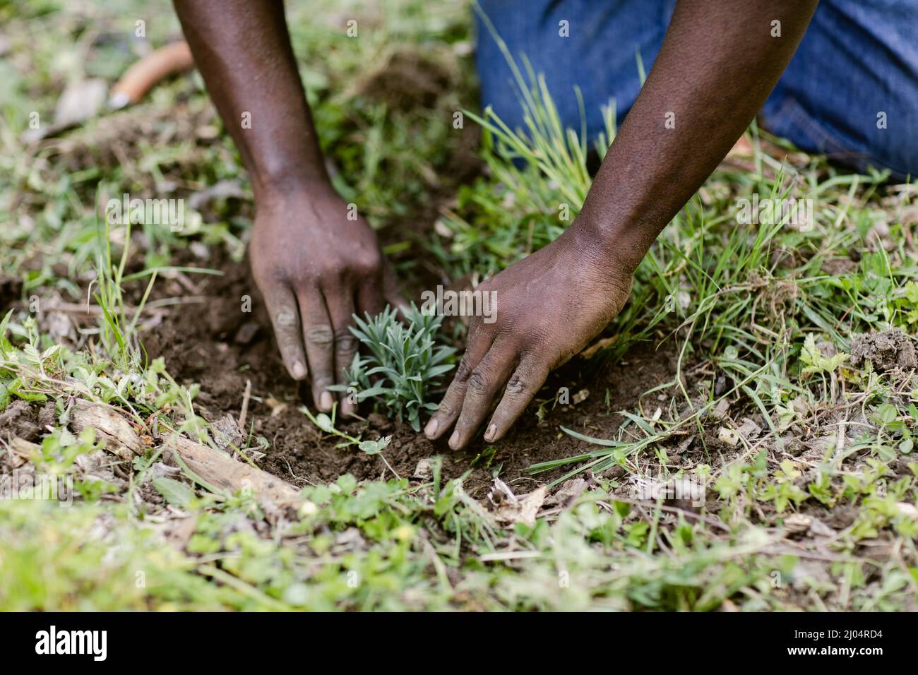 Two Black hands pressing the dirt around a small plant Stock Photo - Alamy