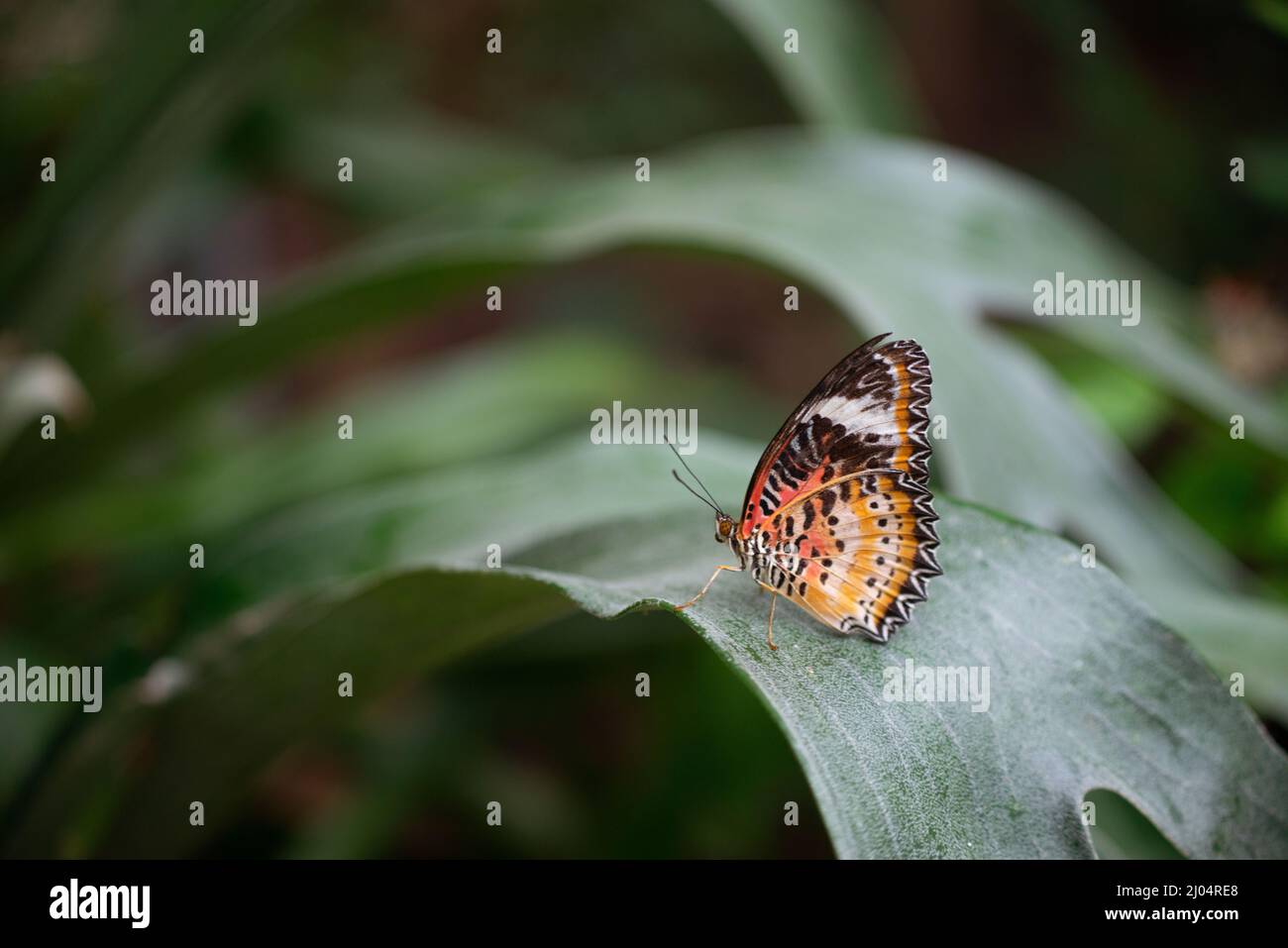 Lacewing Butterfly Sitting On Leaf In Texas Stock Photo - Alamy