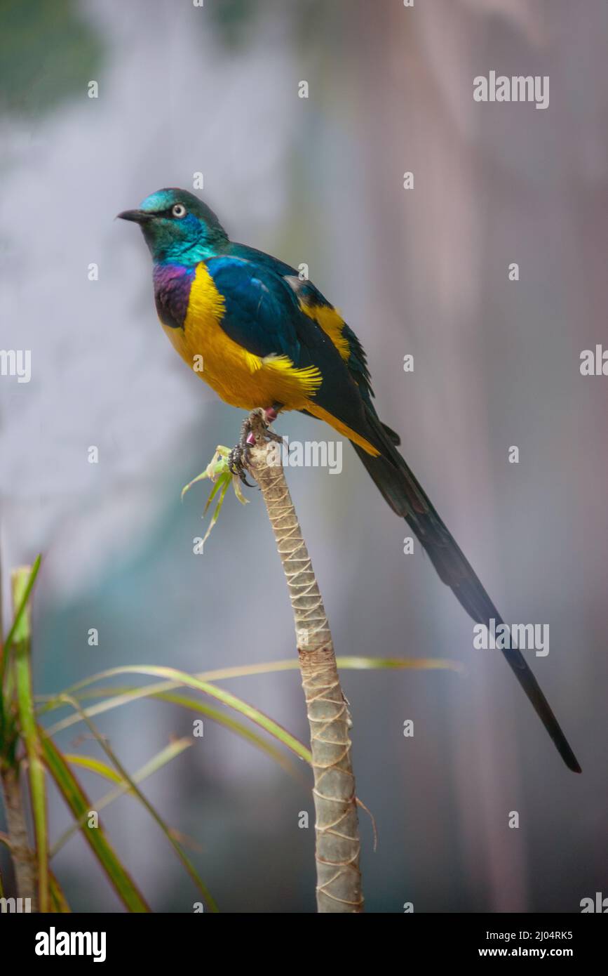 Yellow breasted bird hi-res stock photography and images - Alamy