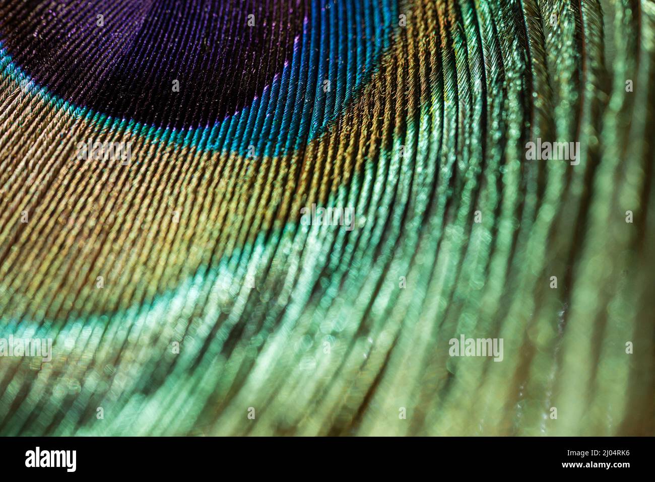 Feather colors hi-res stock photography and images - Alamy