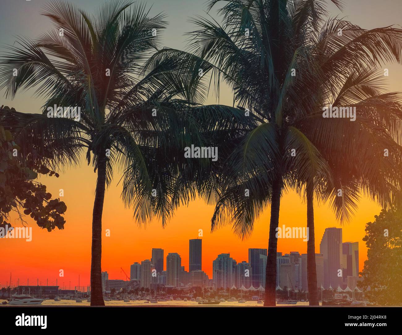 sunset in miami usa florida palms tropical Stock Photo - Alamy
