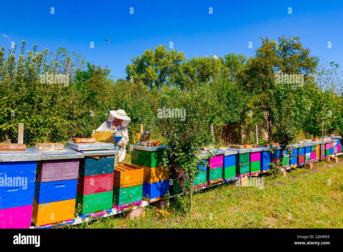 Beekeeper is having activity in his apiary, pouring sugar and water ...