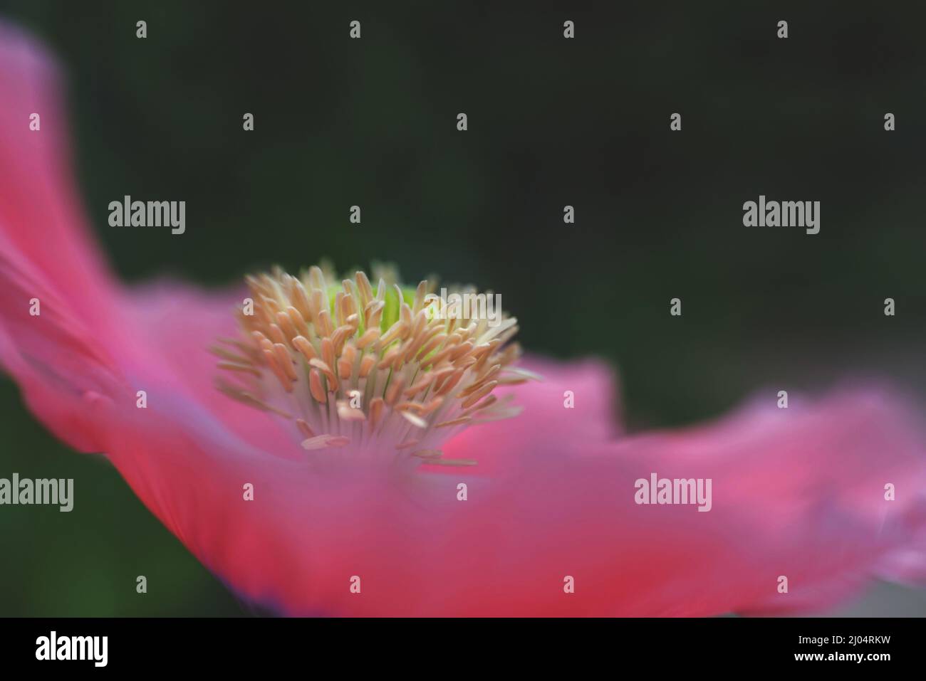 Wildflowers of central texas hi-res stock photography and images - Alamy