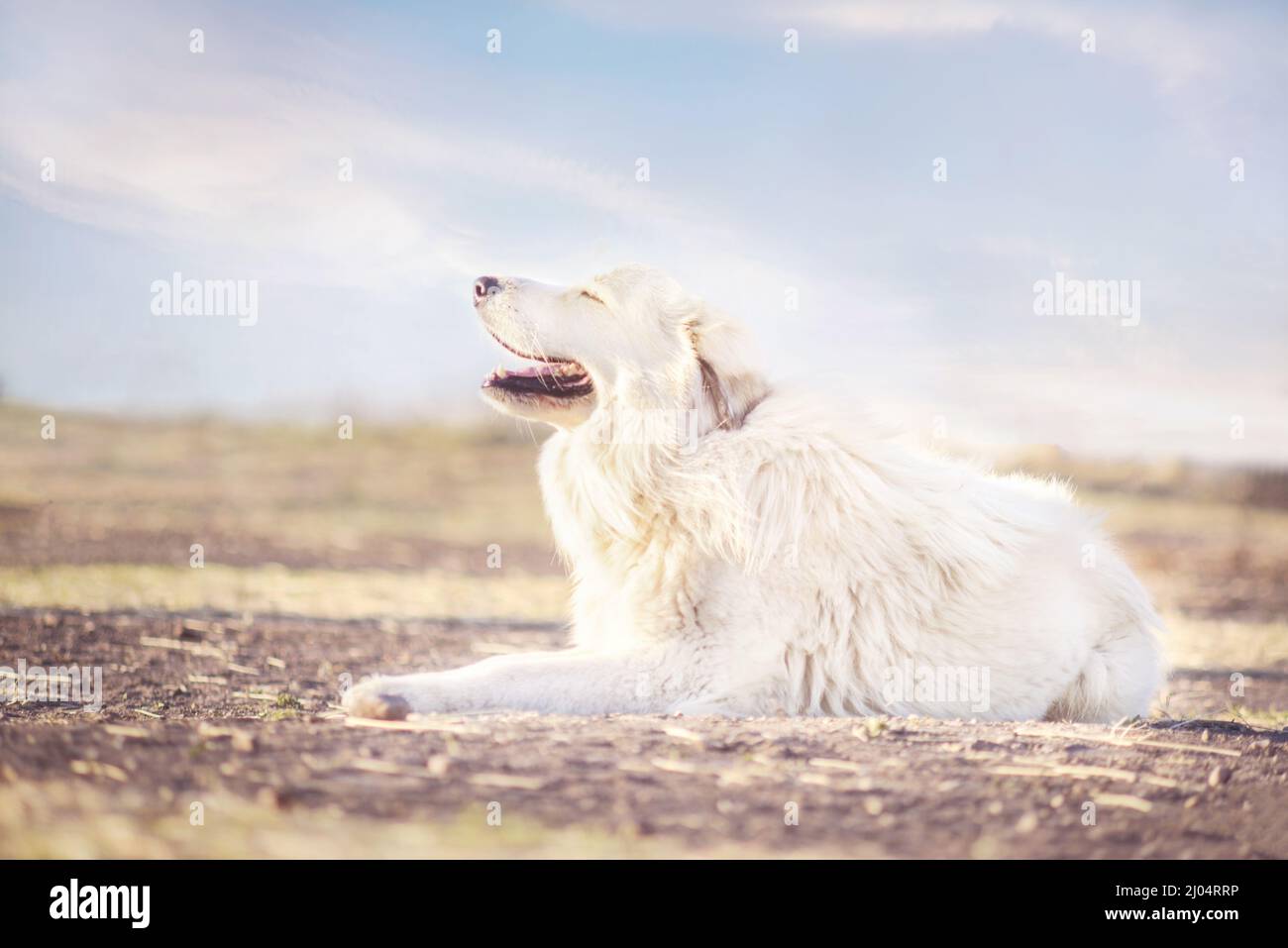 Great Pyrenees Dog Relaxing On The Farm In The Sunshine Stock Photo - Alamy