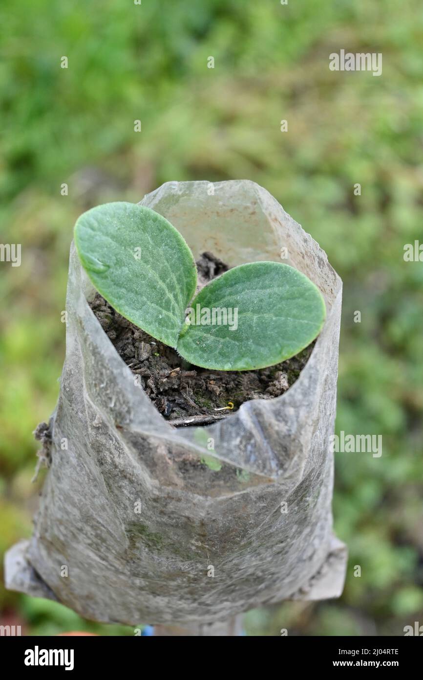 closeup the ripe green round gourd vine plant seedling and soil heap in ...