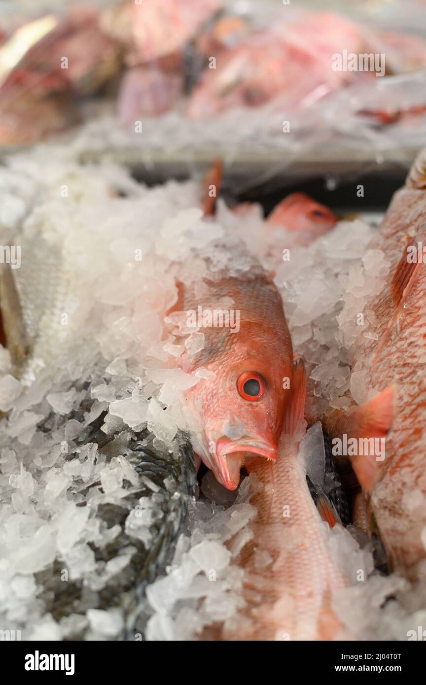 Animal dorado hi-res stock photography and images - Alamy