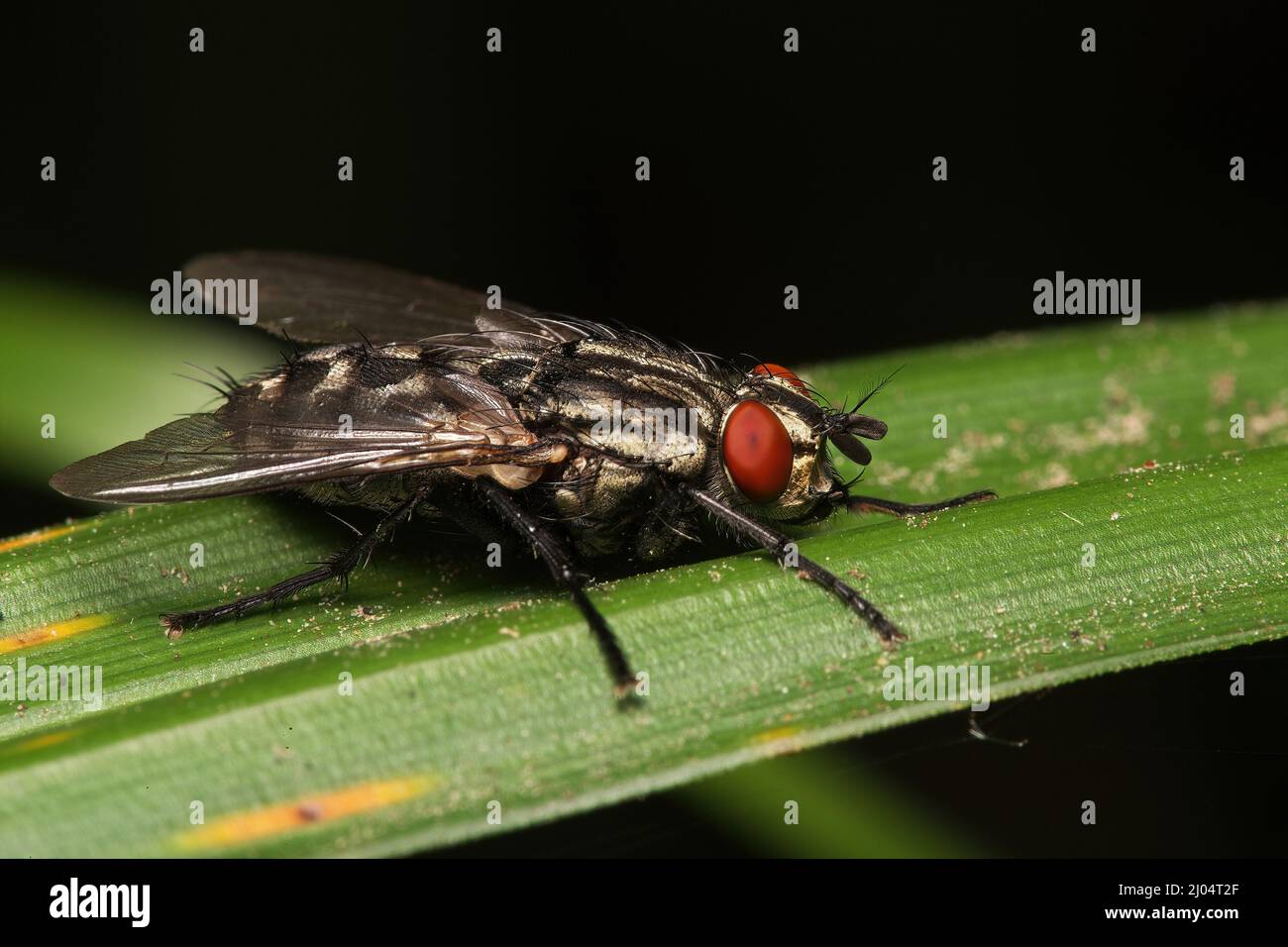 Sarcophaga fly sitting on hi-res stock photography and images - Alamy
